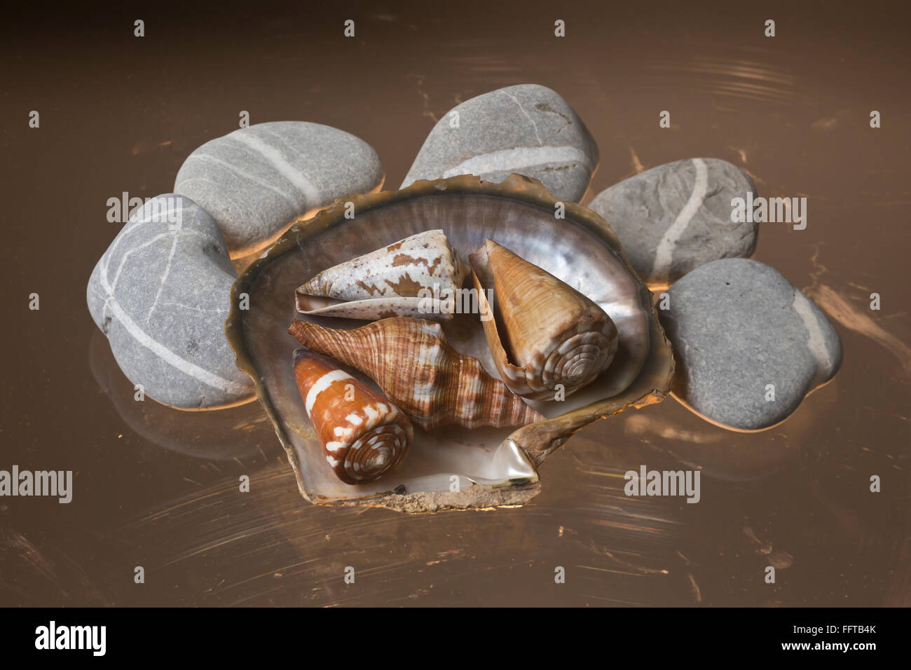 Mediterrenean beach stones and sea shells of Madagascar Stock Photo - Alamy