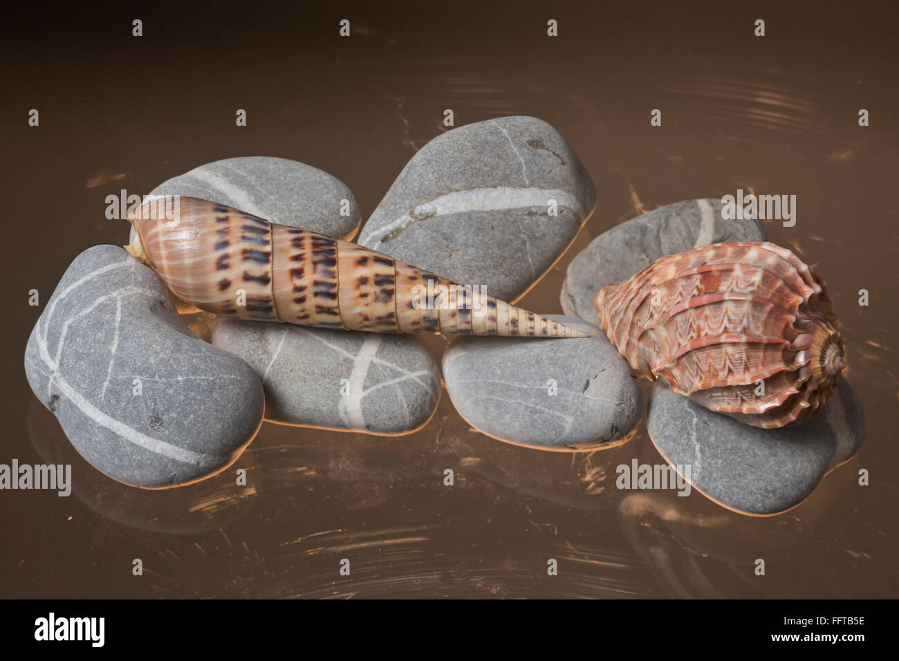 Mediterrenean beach stones and sea shells of Madagascar Stock Photo - Alamy