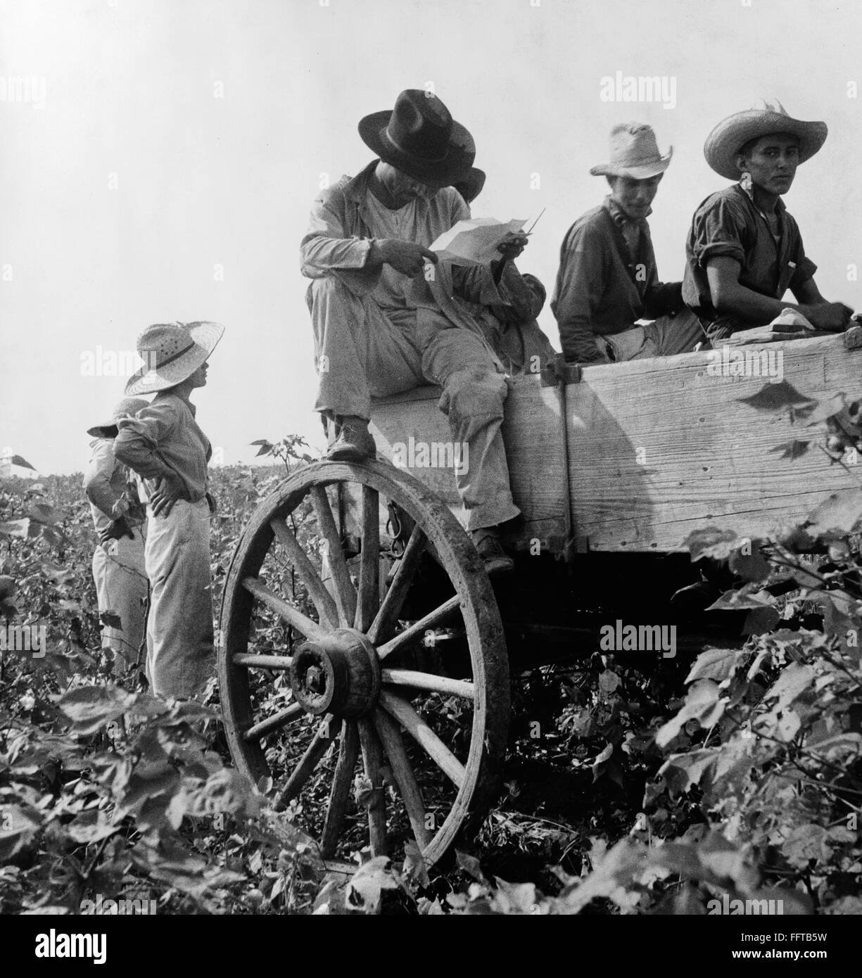 TEXAS: COTTON, 1936. /nMigrant workers picking cotton in South Texas ...