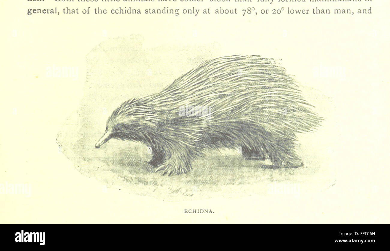 81 of 'Orient Line Guide, etc. (Fifth edition; re-written.)' Stock ...