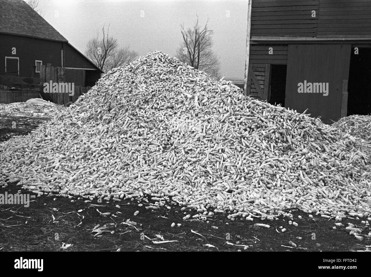 IOWA: CORN, 1936. /nPile of corn cobs on a farm in Emmet County, Iowa ...