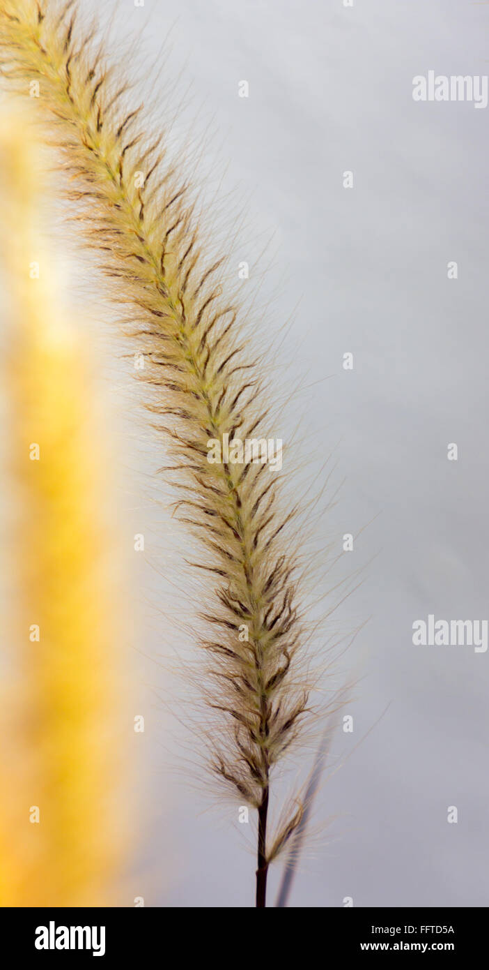 Pretty branch of plant with seeds Stock Photo - Alamy
