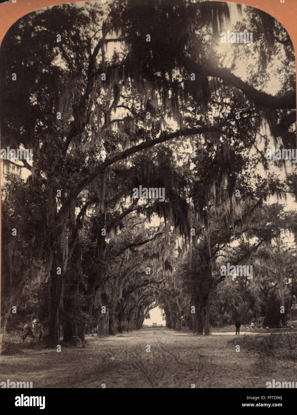 GEORGIA: OAK TREES, c1887. /nA dirt road lined with oak trees and ...
