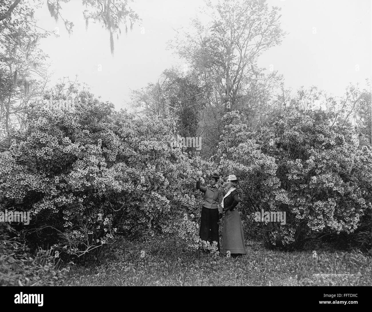 SOUTH CAROLINA: AZALEAS. /nTwo women admiring azaleas at Magnolia-on ...