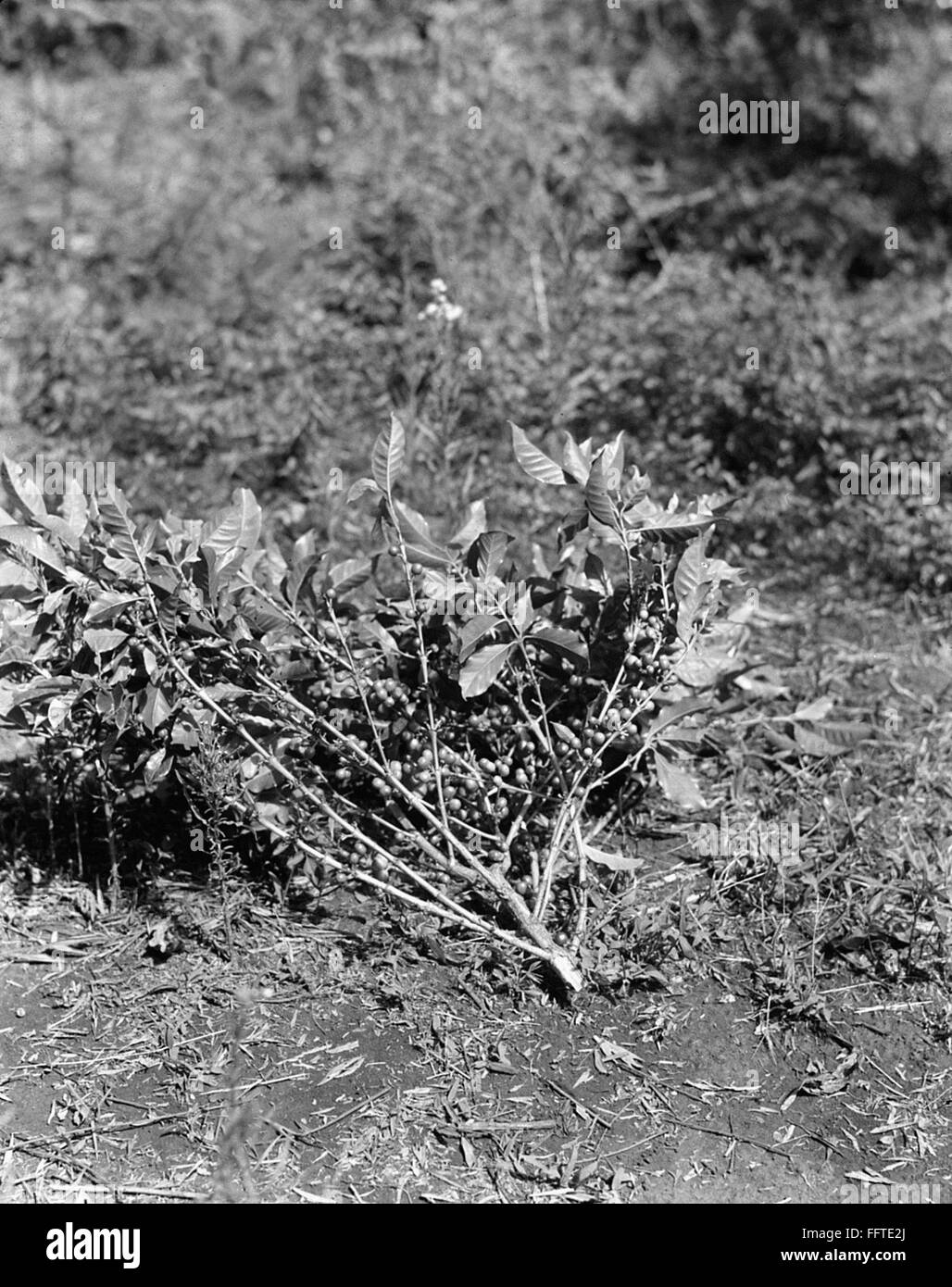 KENYA: COFFEE BRANCH. /nClose up of a coffee branch on a plantation in ...