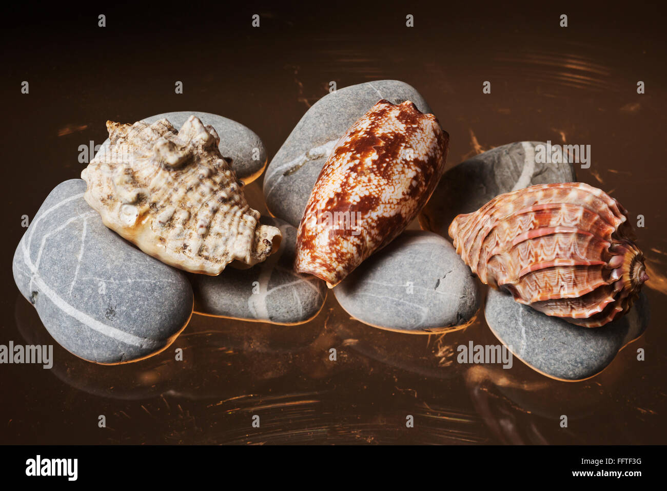 Mediterrenean beach stones and sea shells of Madagascar Stock Photo - Alamy