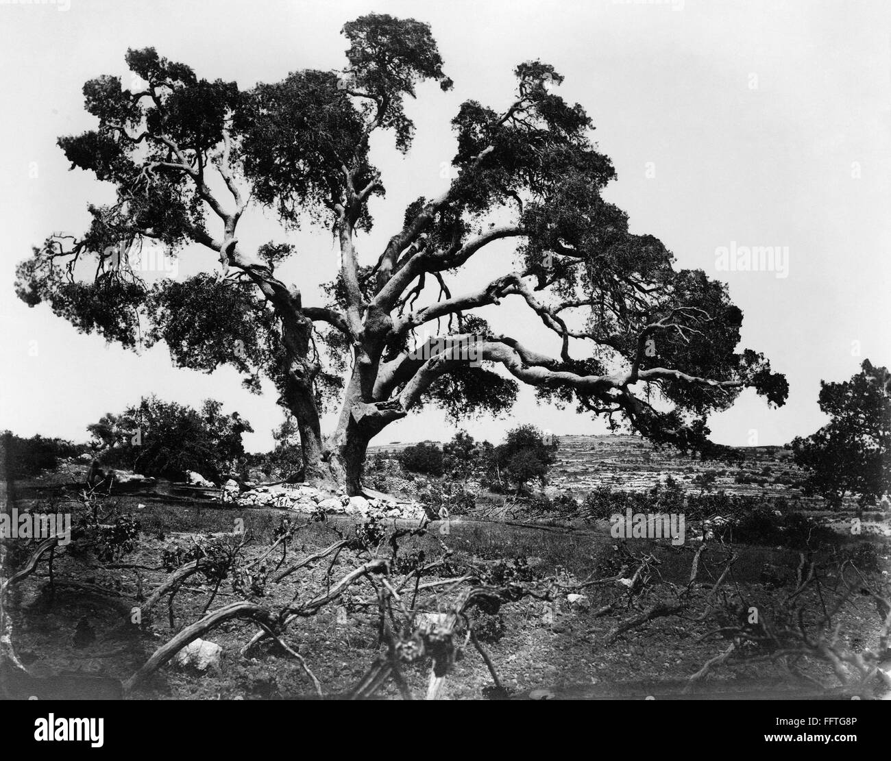 HEBRON: OAK TREE. /nAn example of an historic tree in Hebron called ...