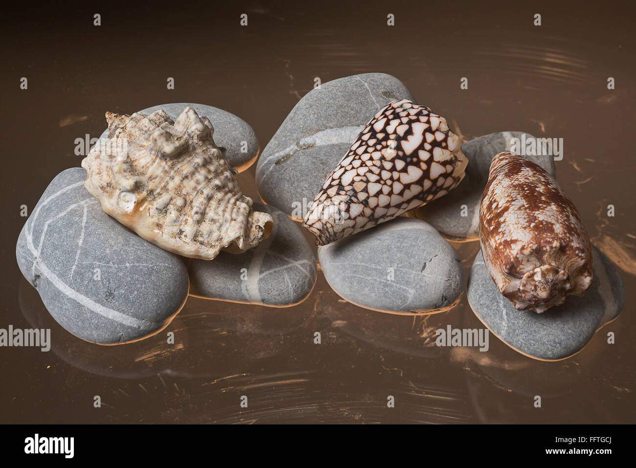 Mediterrenean beach stones and sea shells of Madagascar Stock Photo - Alamy