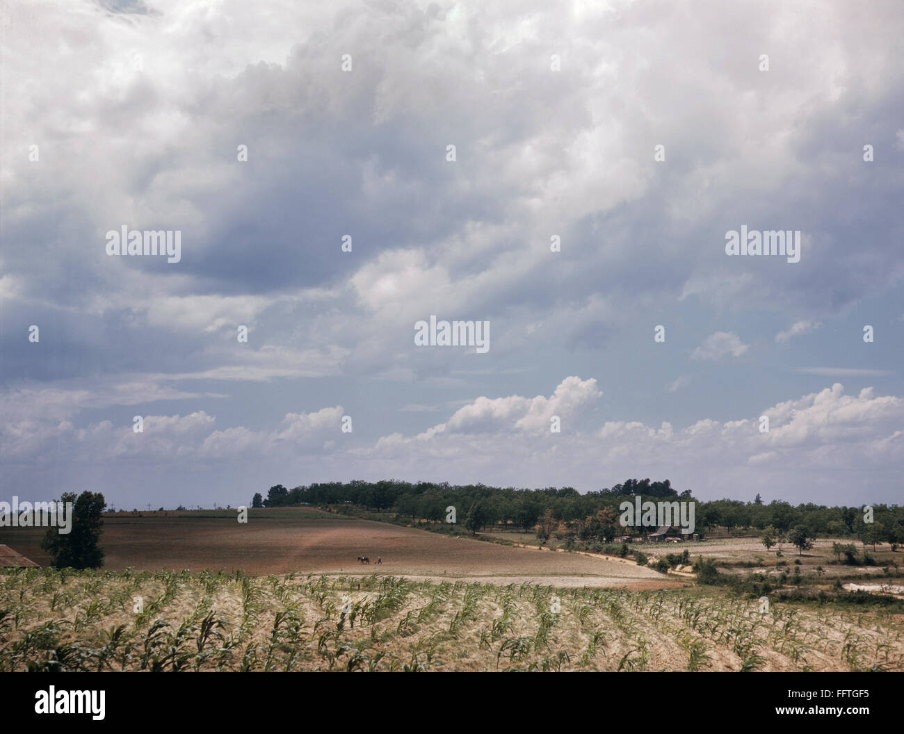 GEORGIA: CORN FIELD, 1941. /nA corn farm in Greene County, Georgia ...