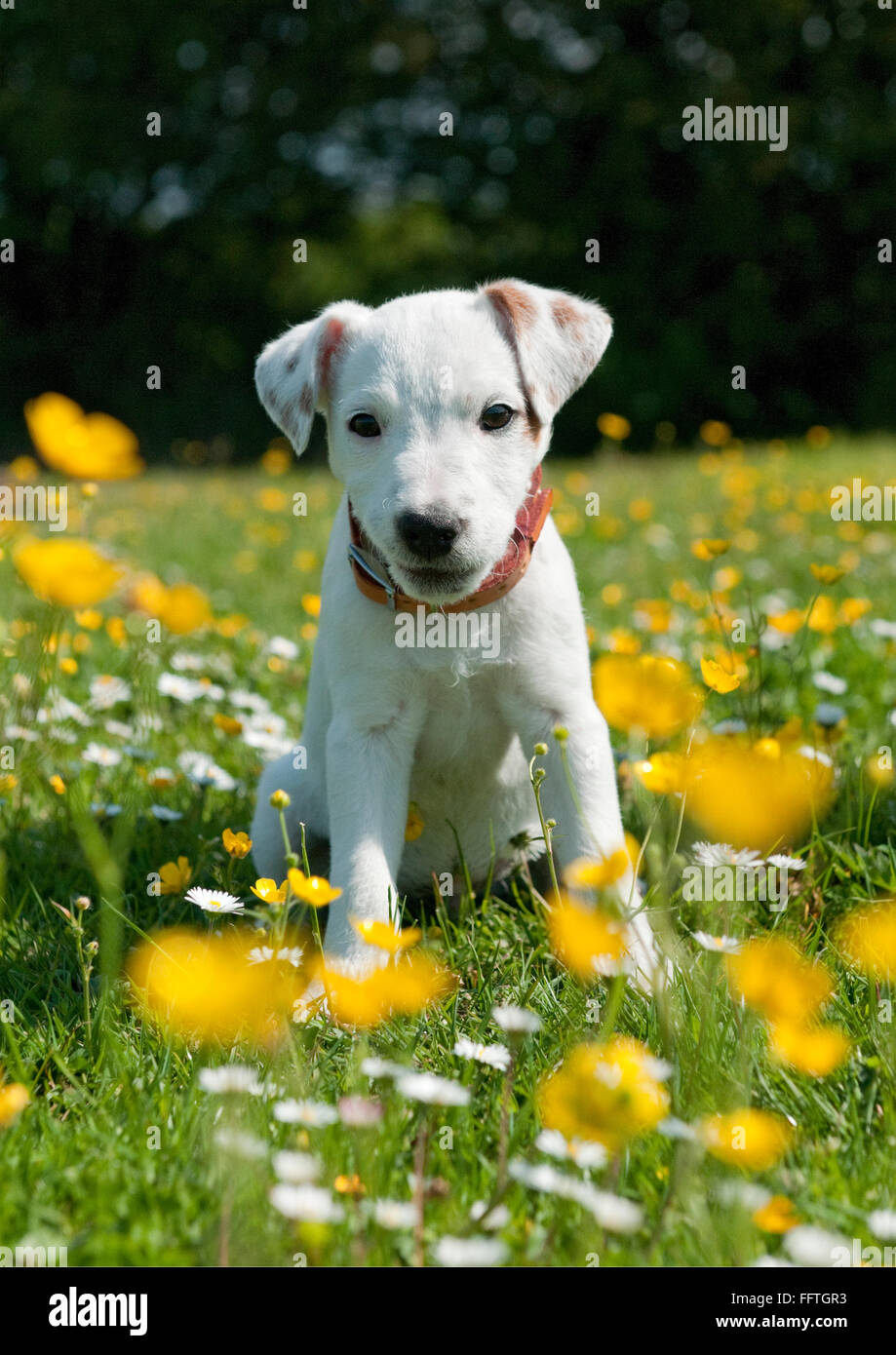 Working jack russell terrier hi-res stock photography and images - Alamy