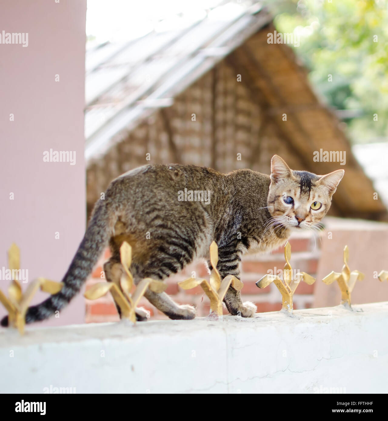 A cat with a damaged eye Stock Photo - Alamy