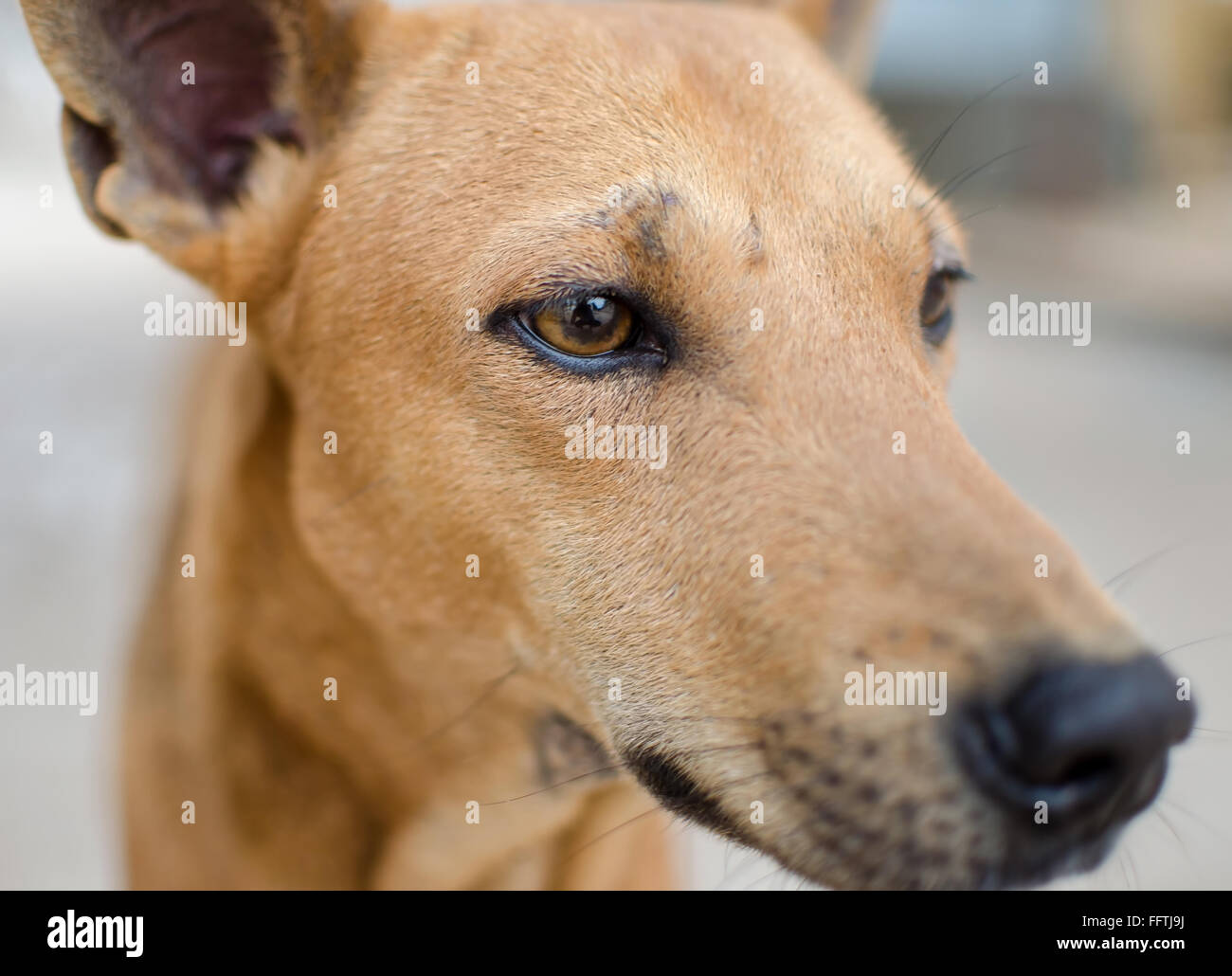 A dog in Bagan Stock Photo - Alamy