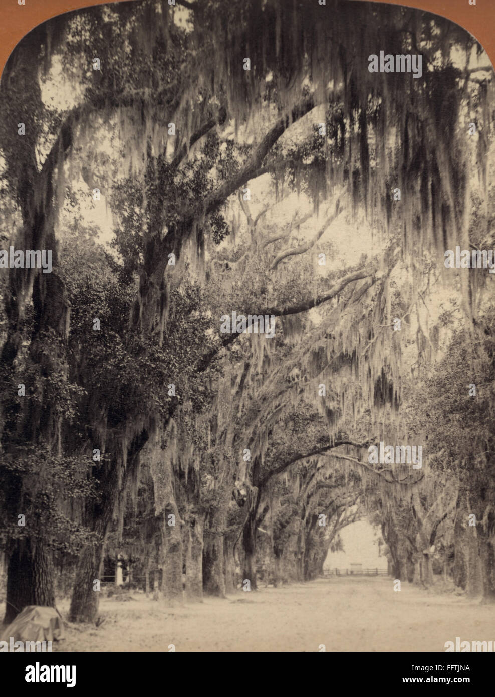 GEORGIA: OAK TREES, c1887. /nA dirt road lined with oak trees and ...