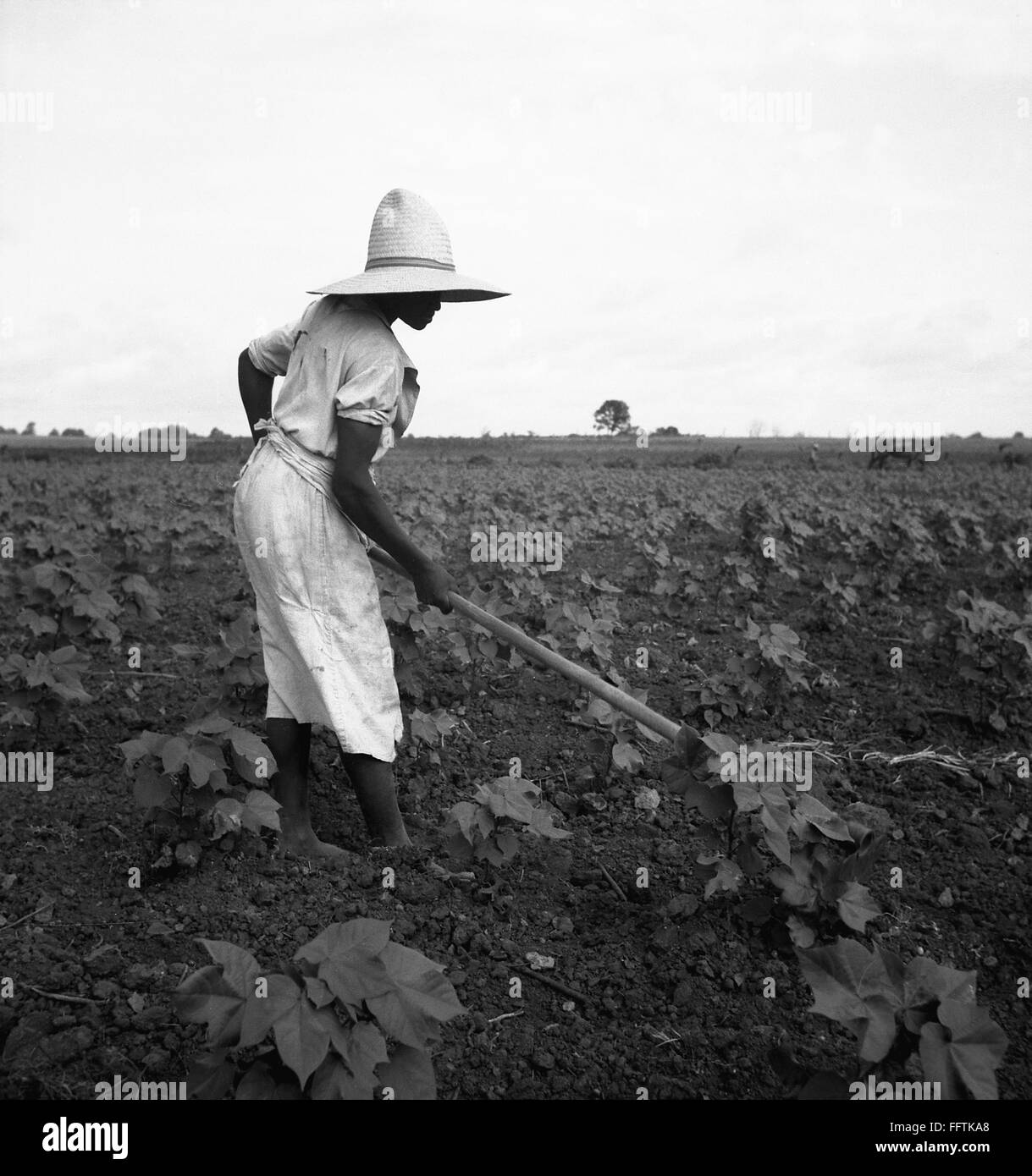 SHARECROPPER, 1936. /nAn African American sharecropper working in a ...