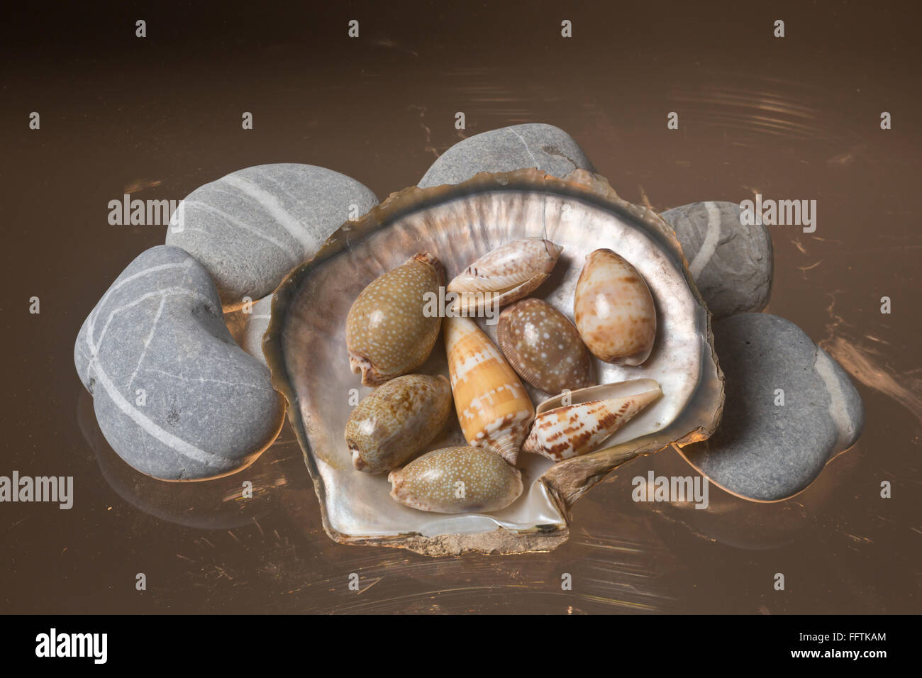 Mediterrenean beach stones and sea shells of Madagascar Stock Photo - Alamy