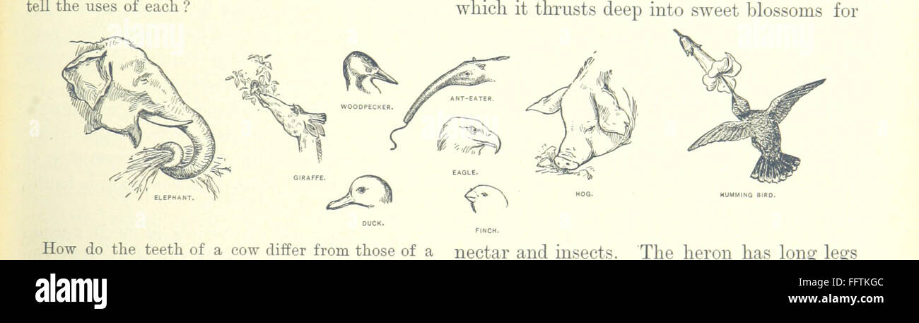 'Primary Geography' is an educational book focused on the fundamental ...