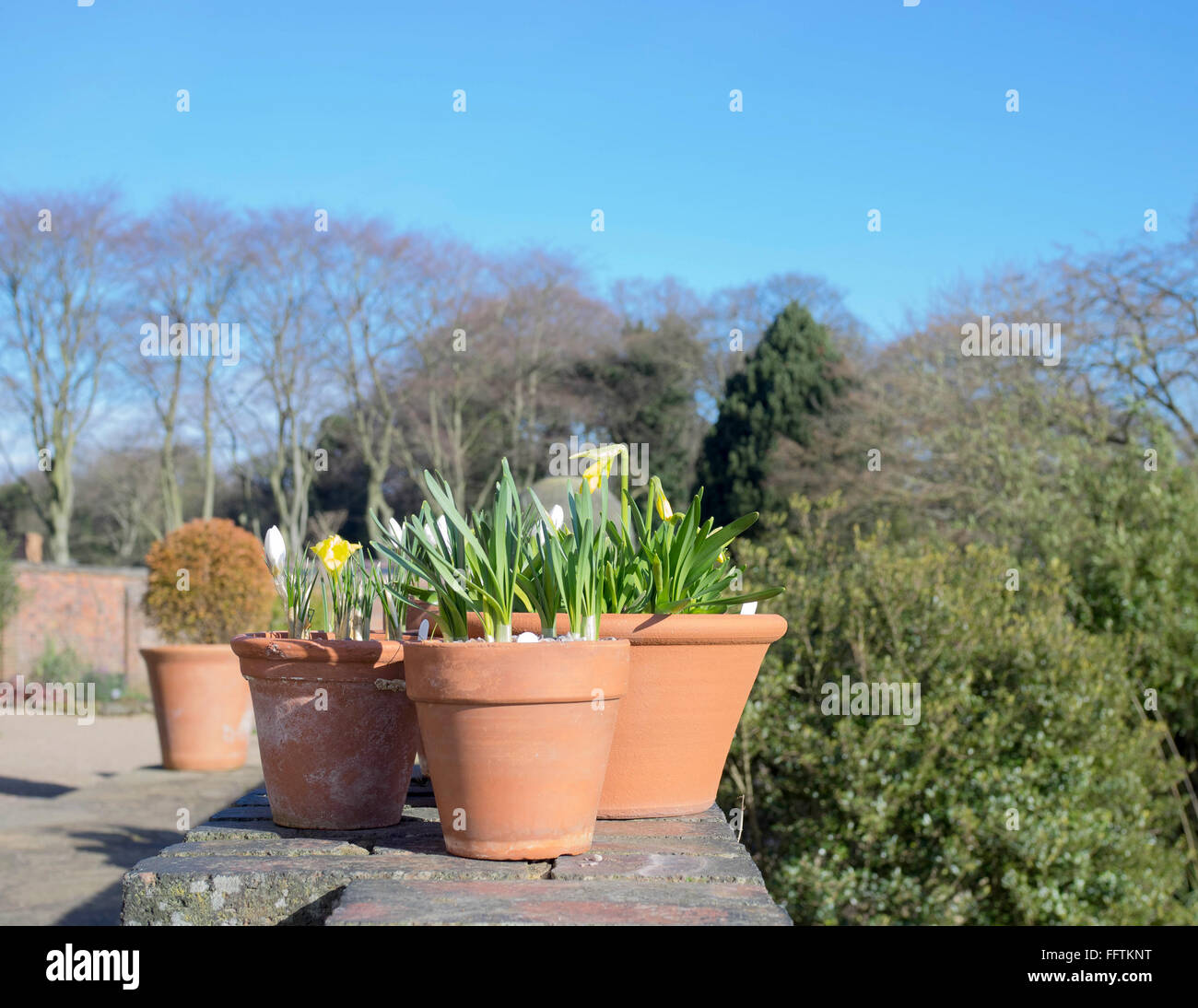 Flower pots in an English garden Stock Photo - Alamy