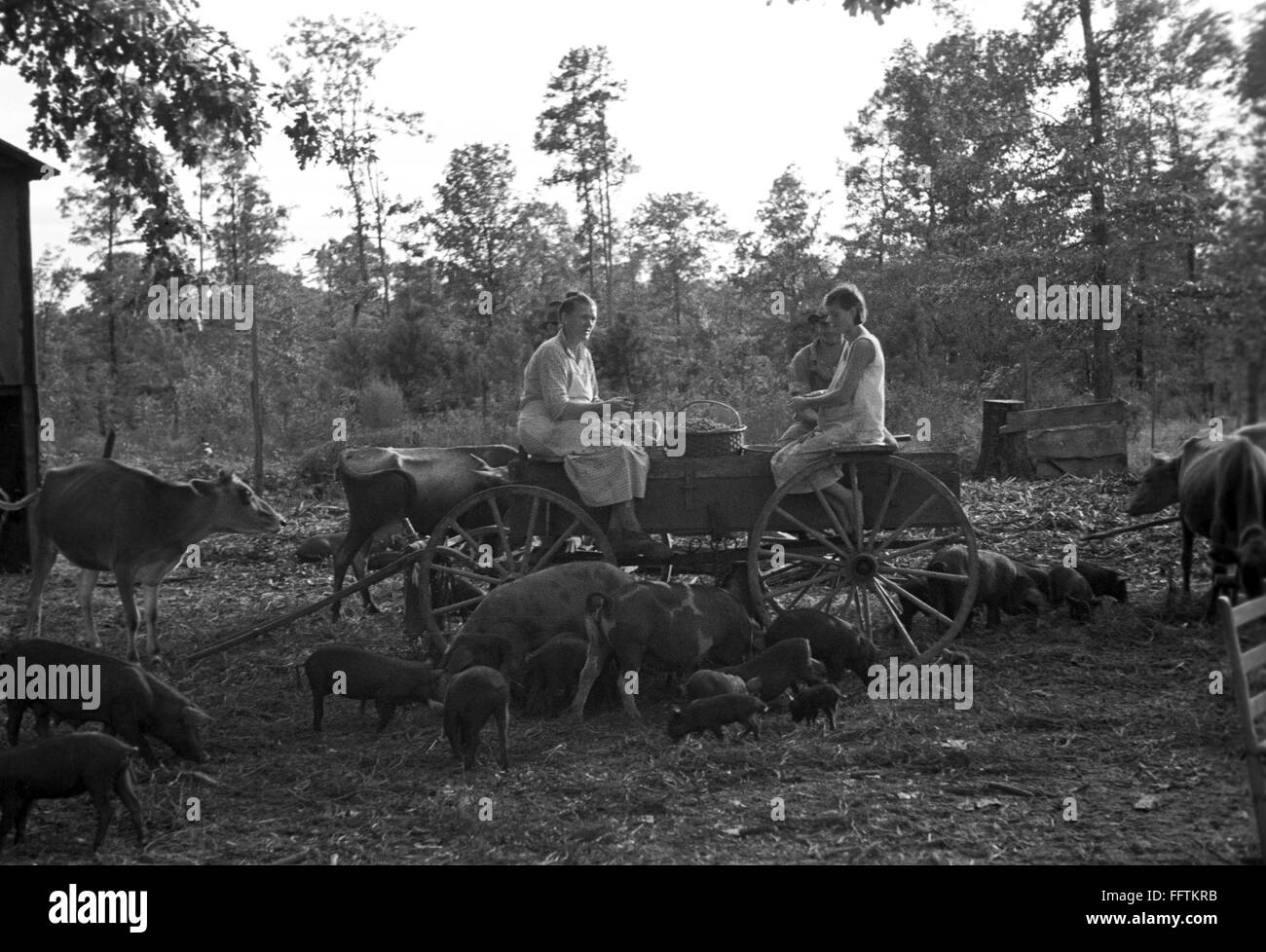 SHELLING PEANUTS, 1935. /nFamily of migrant workers shelling peanuts on ...