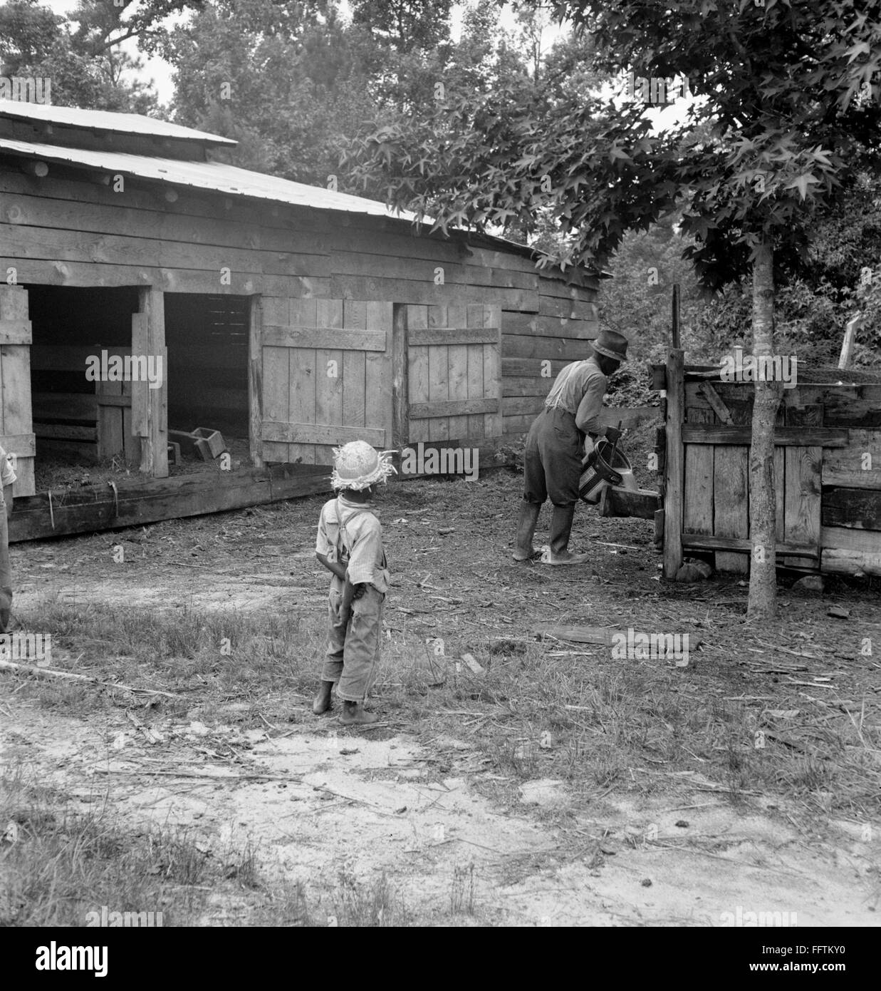 SHARECROPPER, 1939. /nAn African American sharecropper feeding the pigs ...