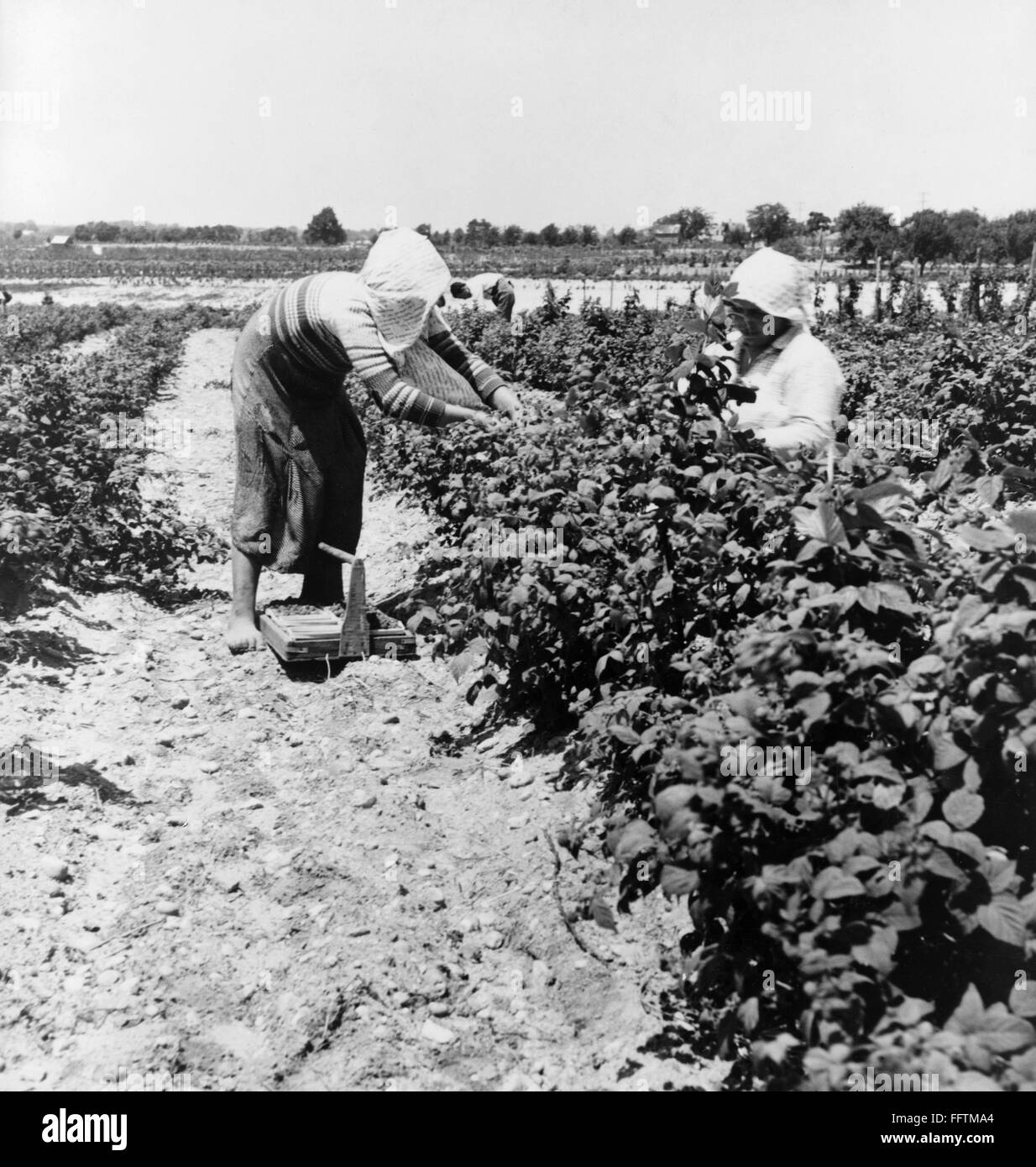MIGRANT WORKERS, 1936. /nMigrant workers from Delaware picking berries ...