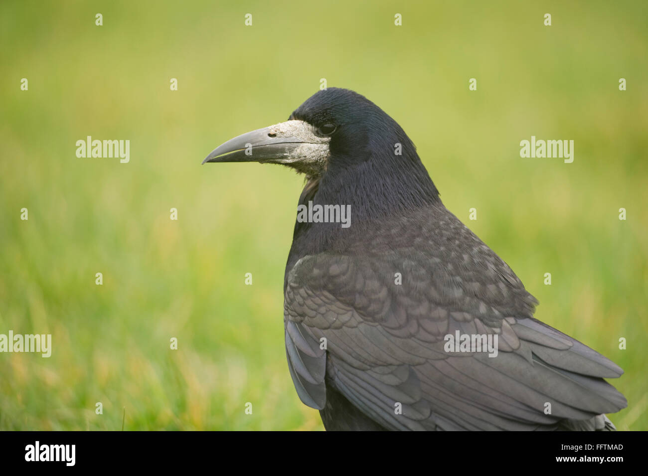 Close up of a rook (Corvus frugilegus Stock Photo - Alamy