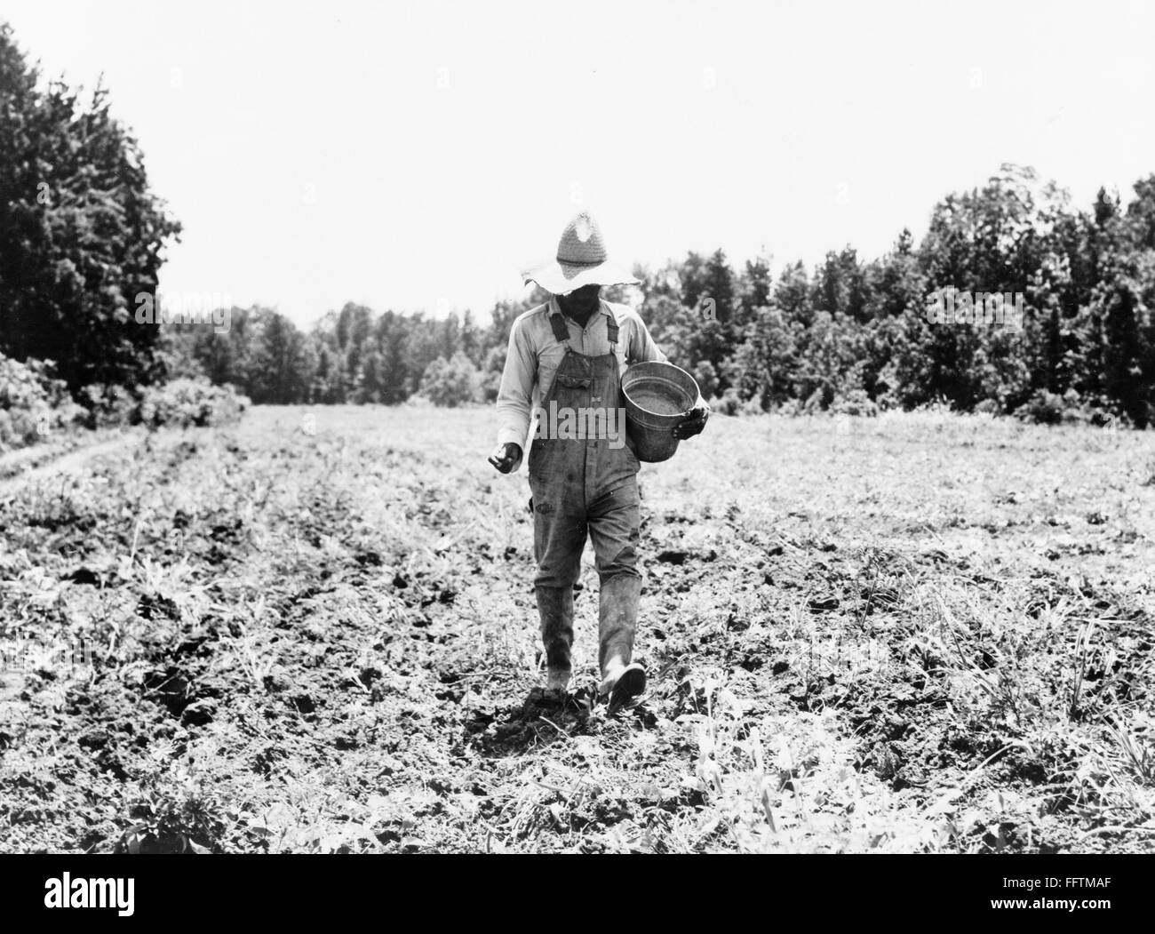 COOPERATIVE FARM, 1937. /nA former sharecropper planting corn on the ...