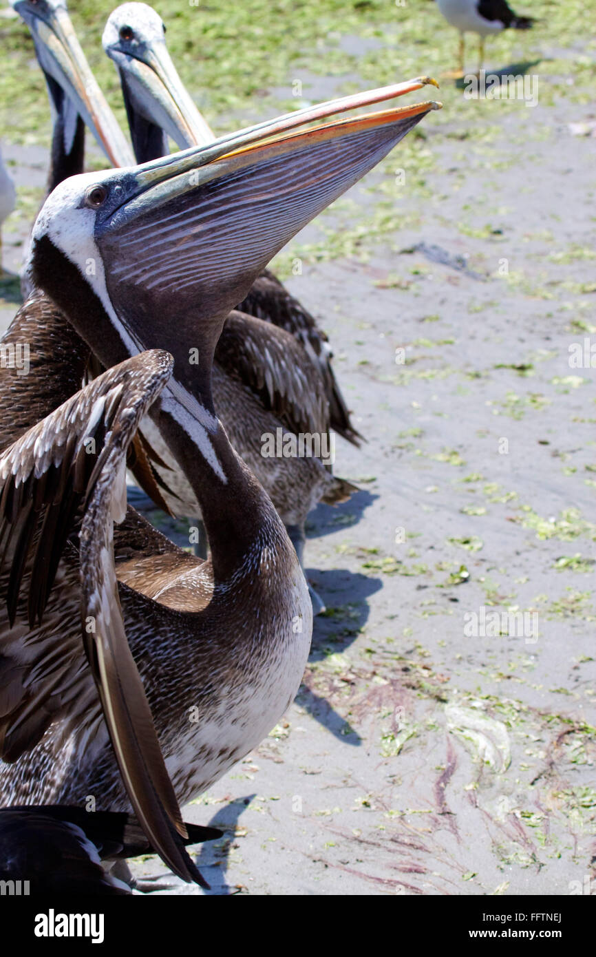 Peruvian Pelican (Pelecanus thagus) Paracas, Islas Ballestas, Peru ...