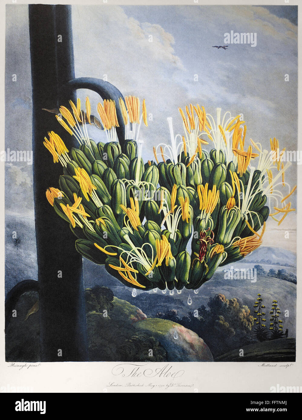 THORNTON: ALOE. /nThe aloe plant (Agave americana L.). Engraving by Medland after a painting by ...