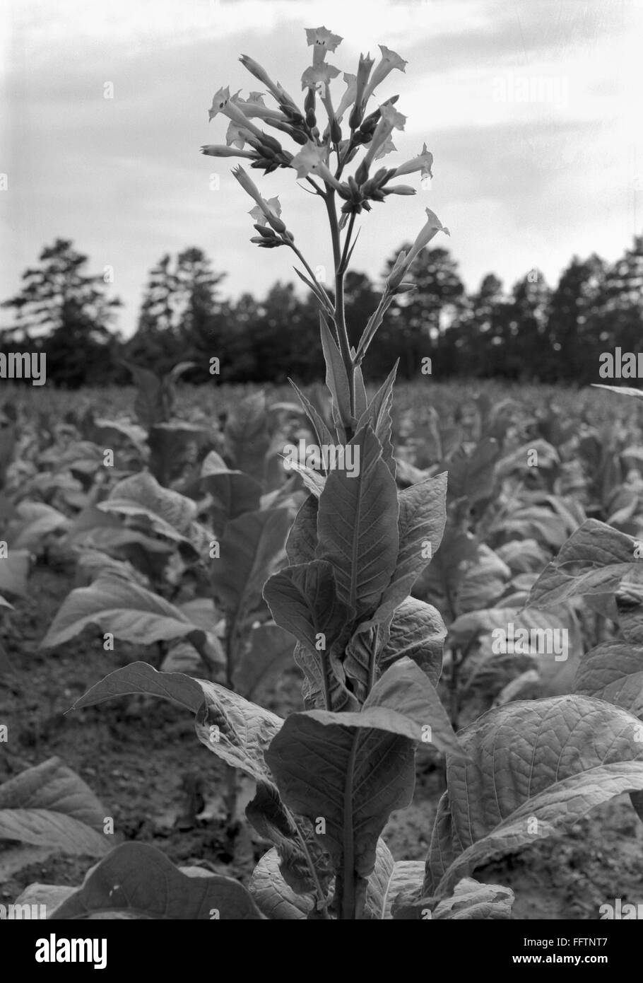 TOBACCO FLOWER. /nA single tobacco flower on a tobacco farm in Shoofly ...
