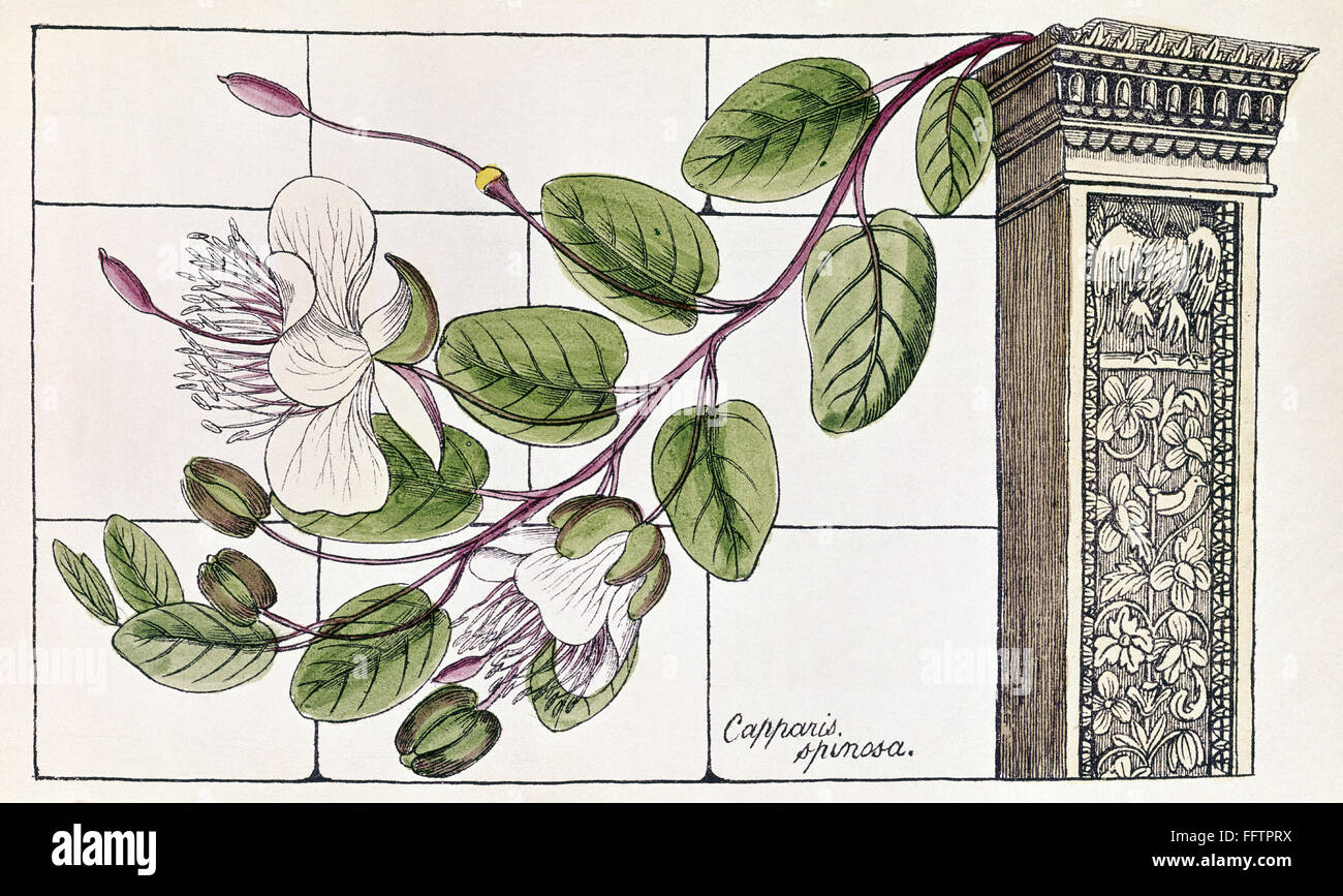 COLOSSEUM: FLOWER. /nCapparis Spinosa. Color engraving from 'Flora of ...