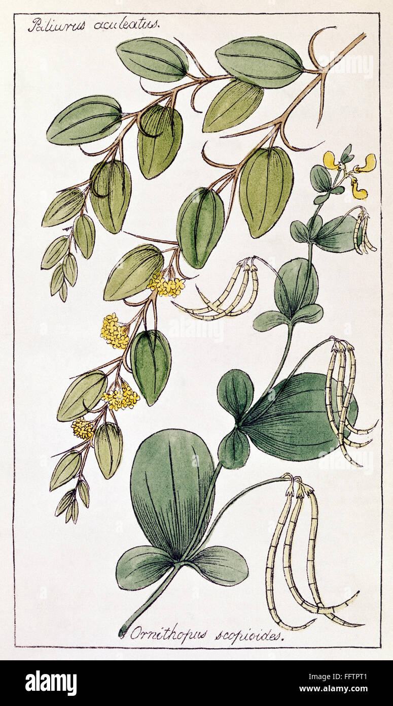 COLOSSEUM: FLOWER. /nCapparis Spinosa. Color engraving from 'Flora of ...