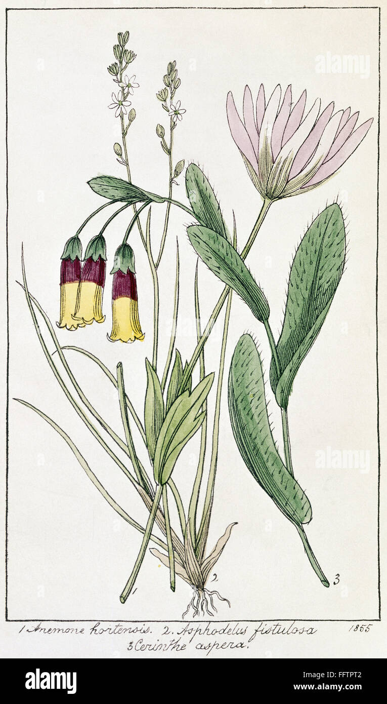 COLOSSEUM: FLOWER. /nCapparis Spinosa. Color engraving from 'Flora of ...