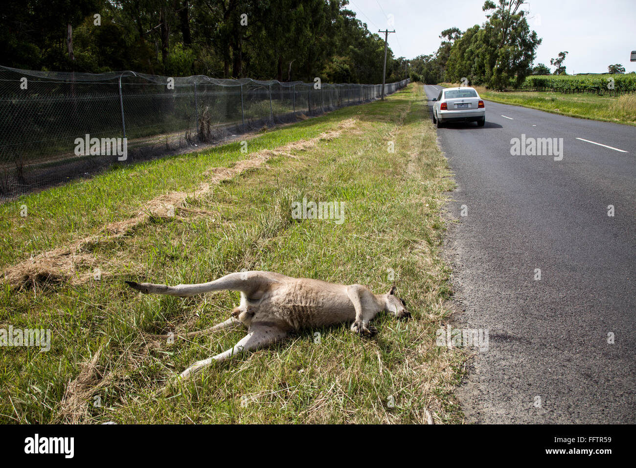 Dead Kangaroo by the road Stock Photo - Alamy