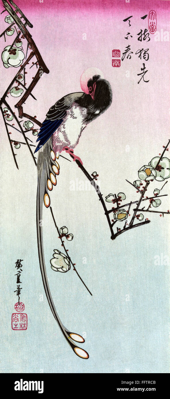 MAGPIE, 19th CENTURY. /nMagpie and plum blossom. Color woodcut by Ando ...
