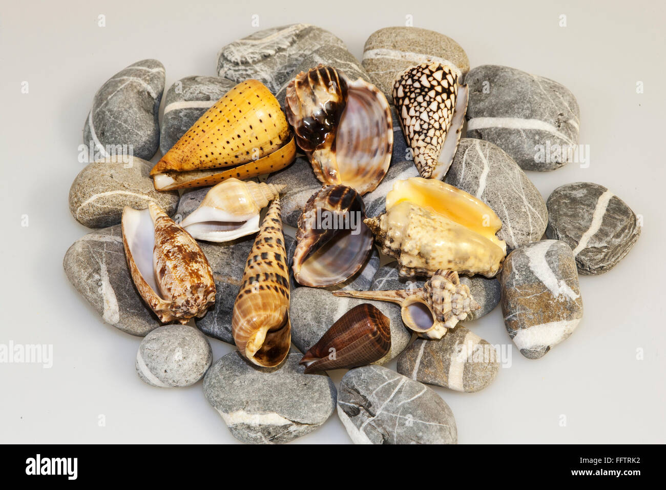 Mediterranean beach stones and sea shells of Madagascar Stock Photo - Alamy