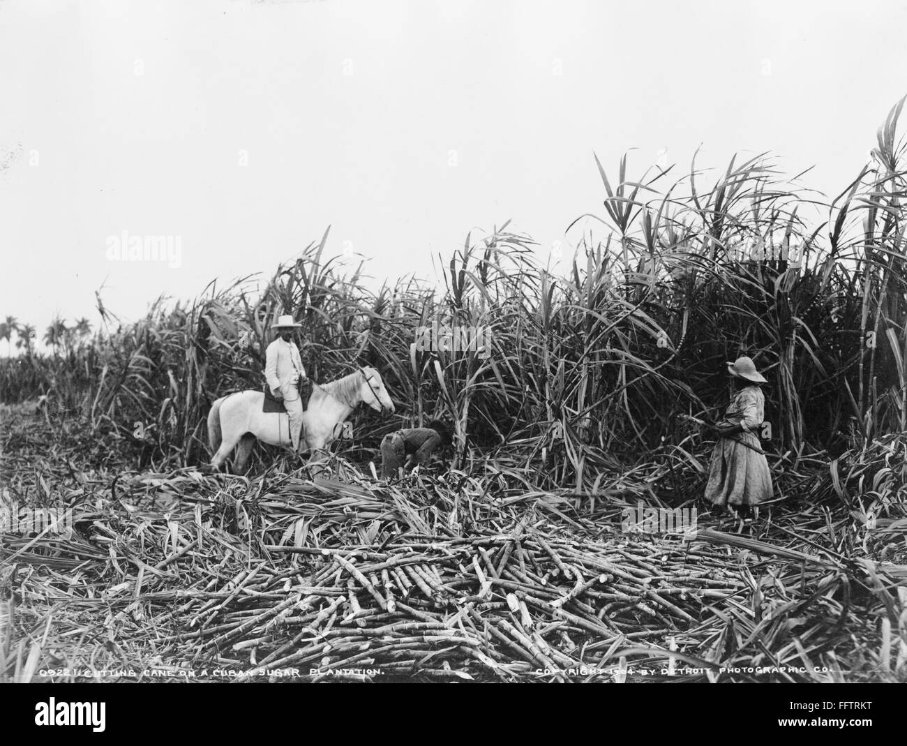 CUBA: SUGAR PLANTATION. /nThree people cutting sugar cane on a Cuban ...