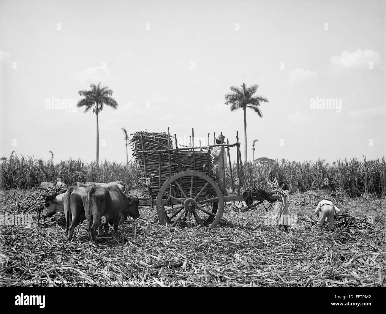 CUBA: SUGAR PLANTATION. /nWorkers gathering sugar cane on a Cuban sugar ...