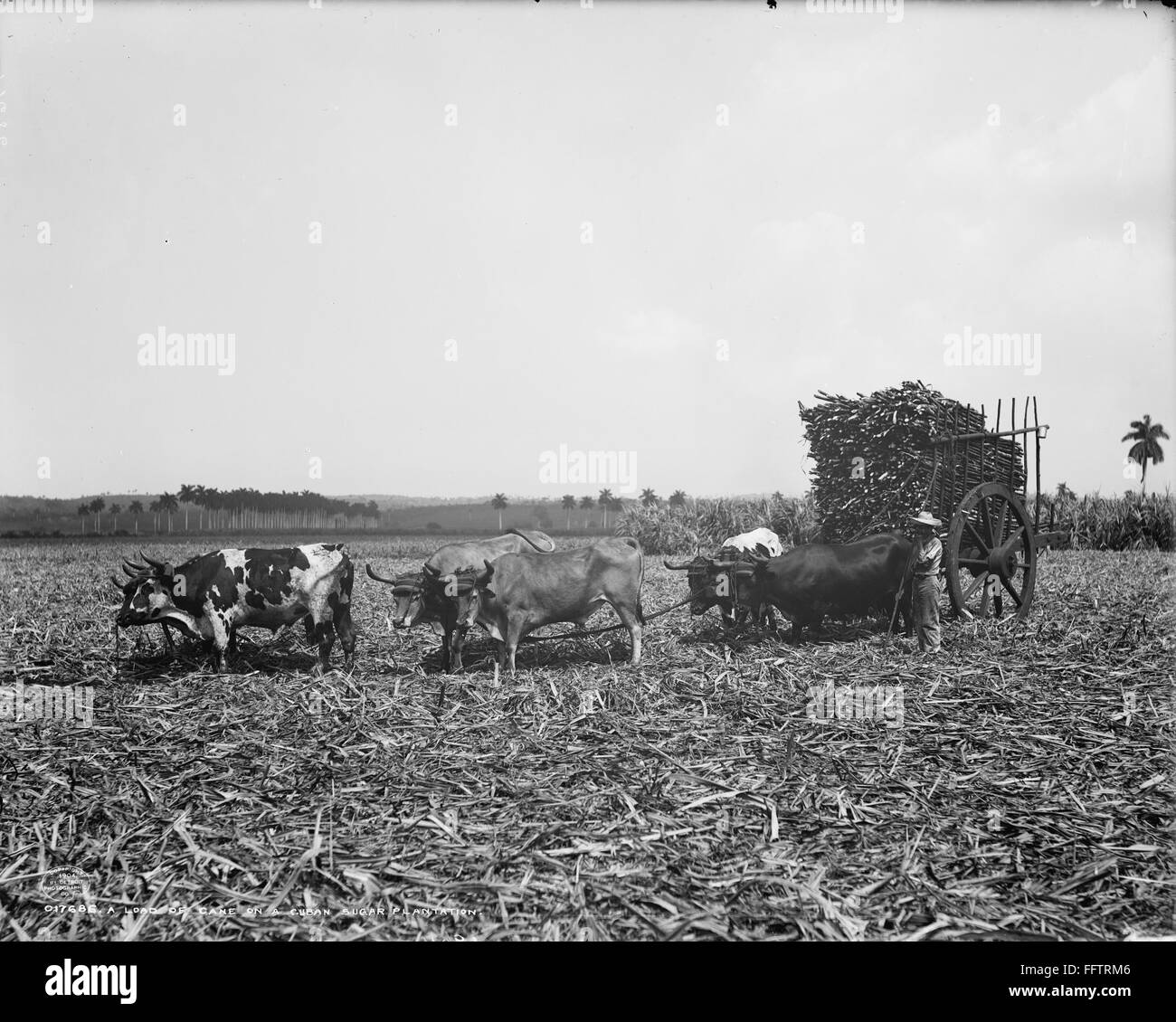 CUBA: SUGAR PLANTATION. /nSugar cane loaded onto a cart on a Cuban ...
