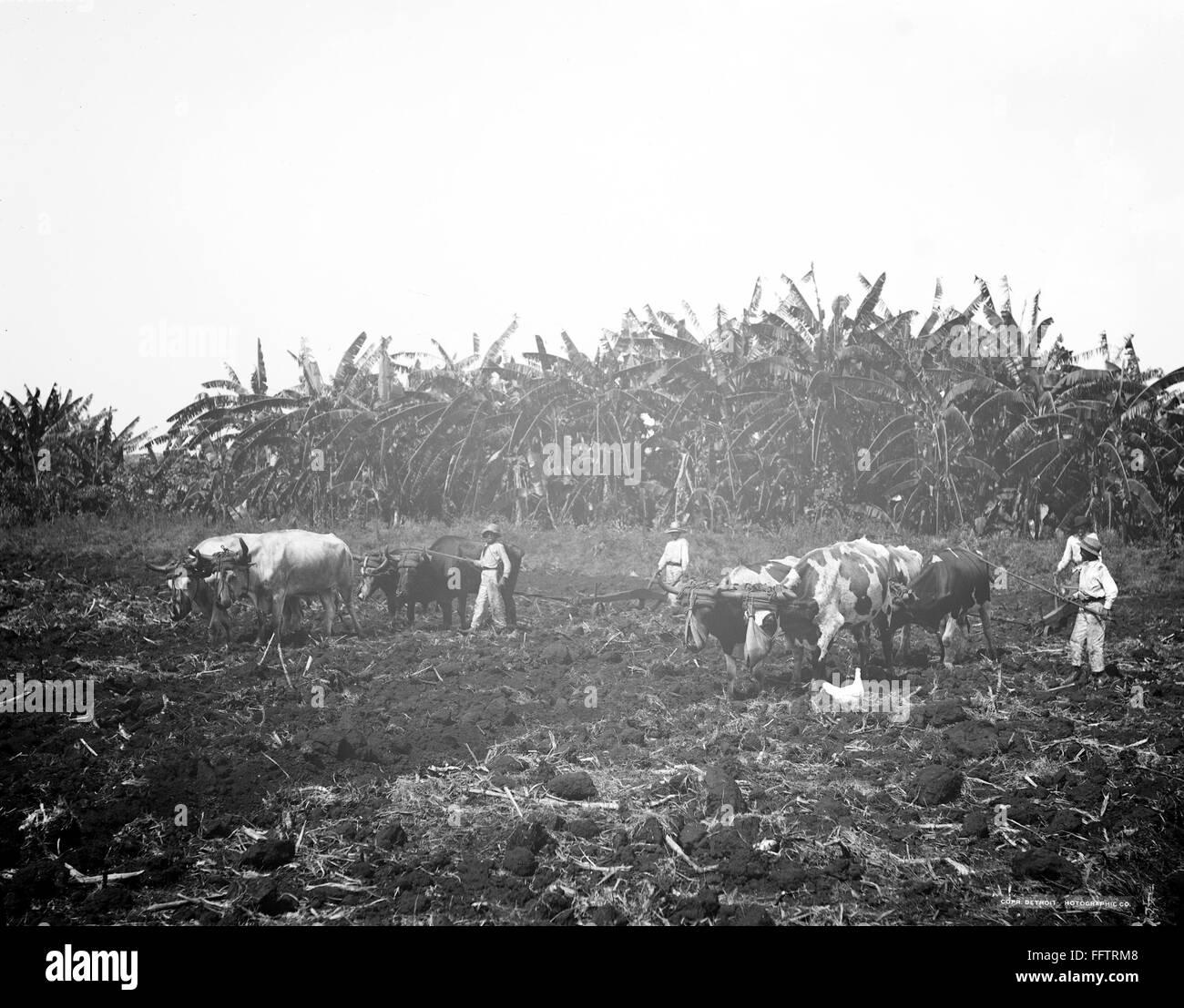 CUBA: SUGAR PLANTATION. /nPlowing on a Cuban sugar plantation ...
