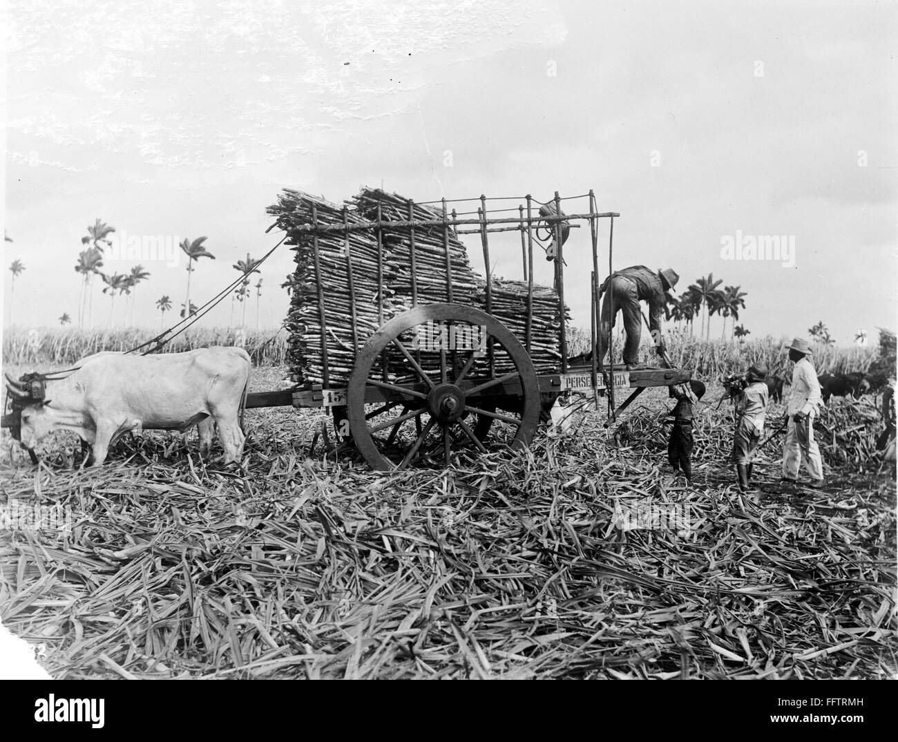 CUBA: SUGAR PLANTATION. /nWorkers loading sugar cane onto a cart on a ... CUBA: SUGAR PLANTATION. /nWorkers loading sugar cane onto a cart on a ...