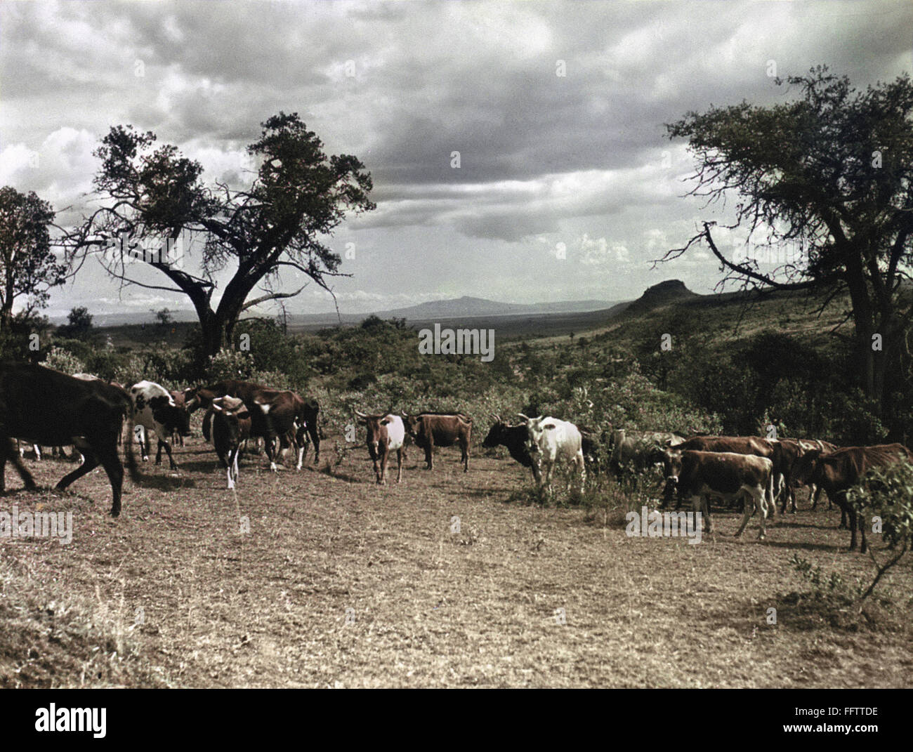 KENYA: CATTLE, 1936. /nCattle in a clearing in the Rift Valley near ...
