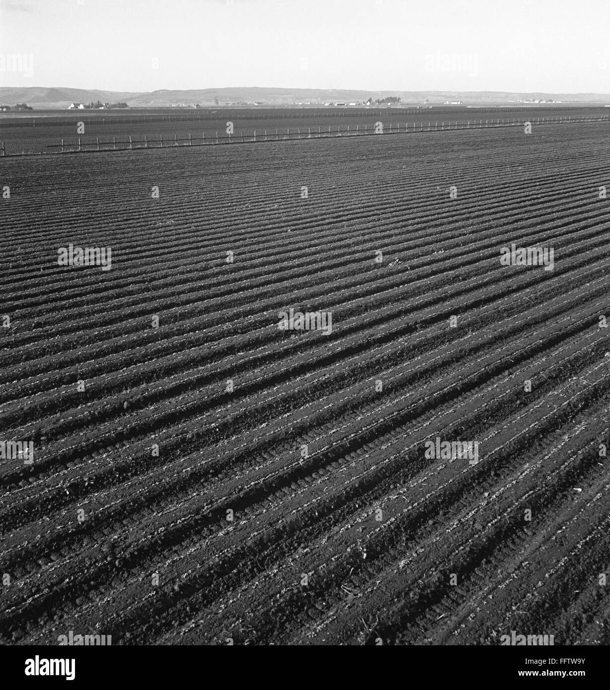 COMMERCIAL FARMING, 1939. /nA large scale lettuce farm in Salinas ...