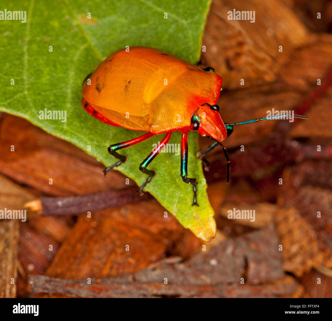 Australian beetles hi-res stock photography and images - Alamy