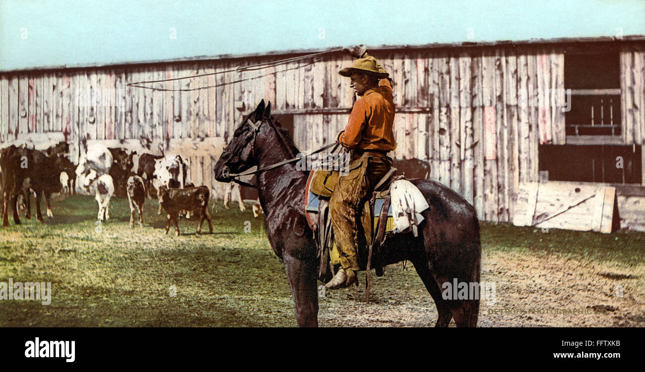COWBOY, c1900. /nA cowboy on horseback throwing a lariat at cattle on a ...