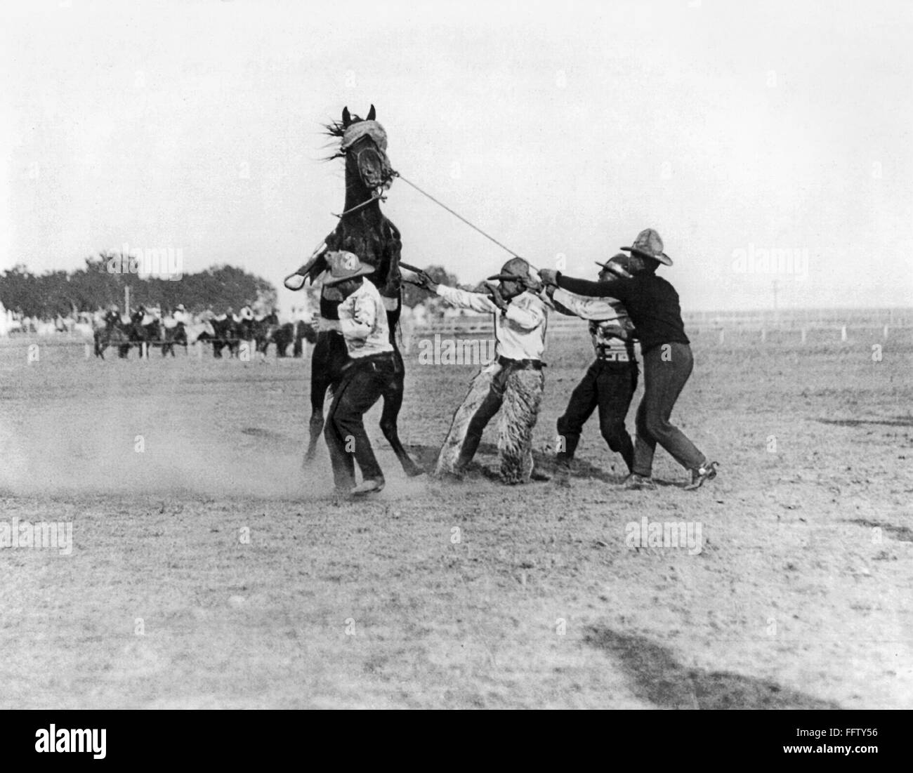 WYOMING: RODEO, c1910. /nFour cowboys taming a bucking bronco during ...
