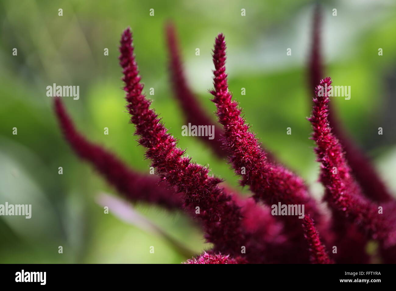 Love lies bleeding amaranth hi-res stock photography and images - Alamy