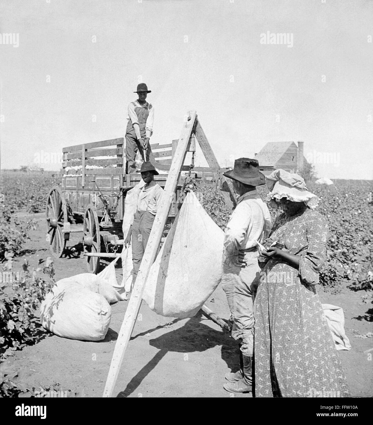 TEXAS: COTTON FIELD, c1904. /nAfrican American workers weighing cotton ...