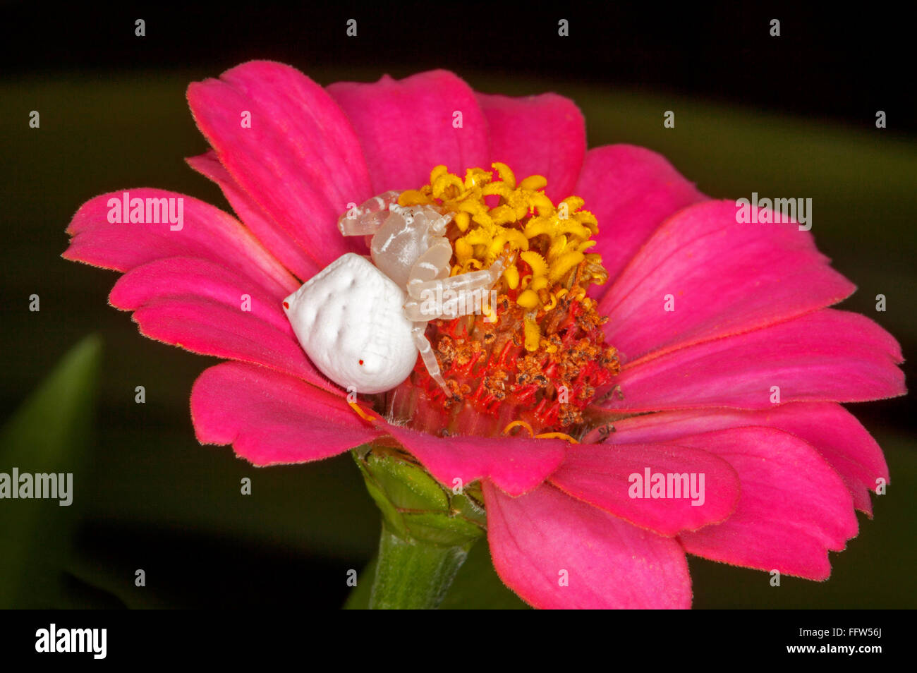 Panoramic image of white crab spider Thomisus spectabilis on vivid red ...