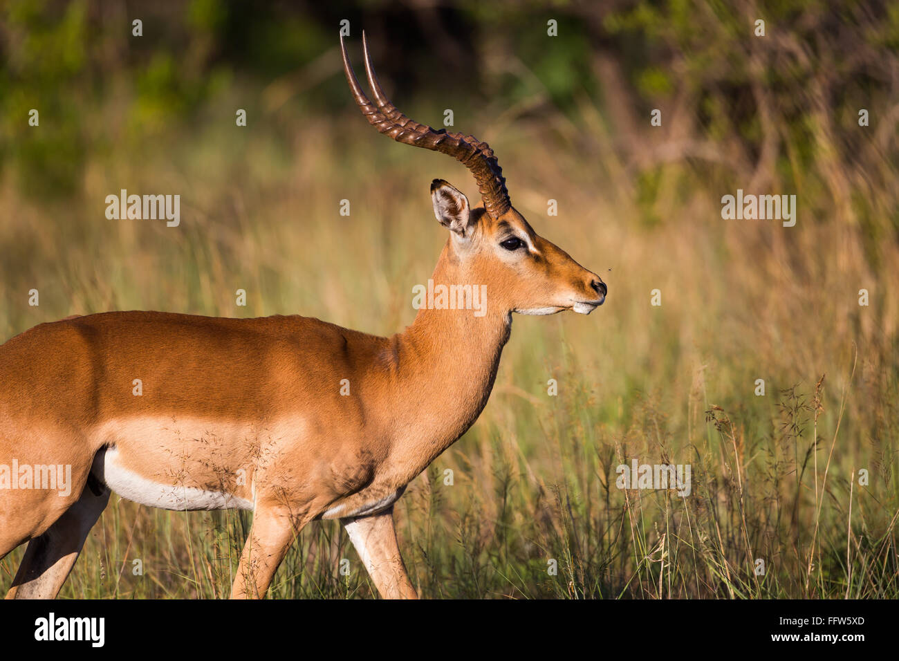 Profile of impala hi-res stock photography and images - Alamy