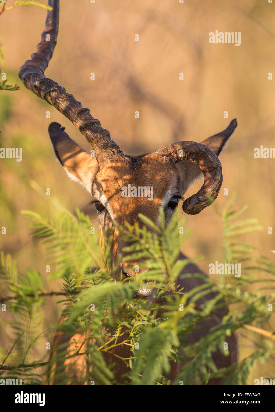 Deformed Animal Horns